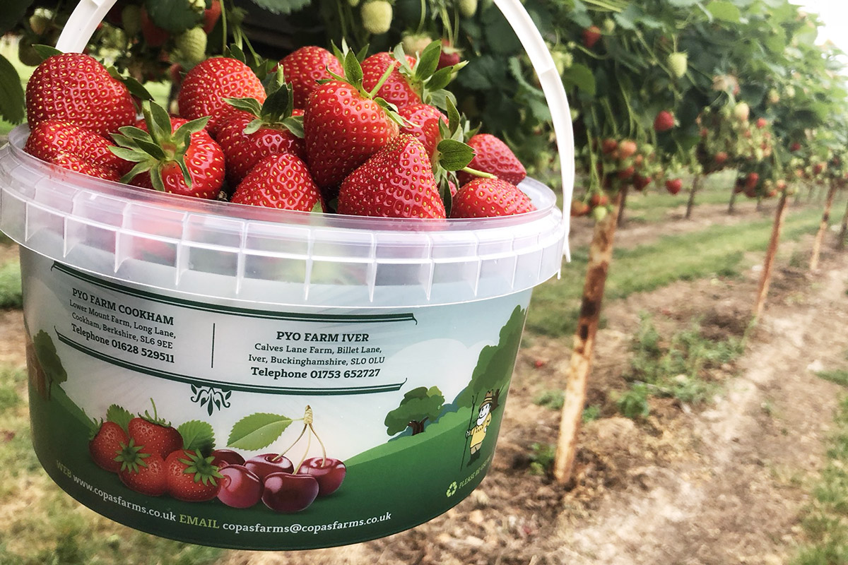 Copas Fruit Farms - Westpak