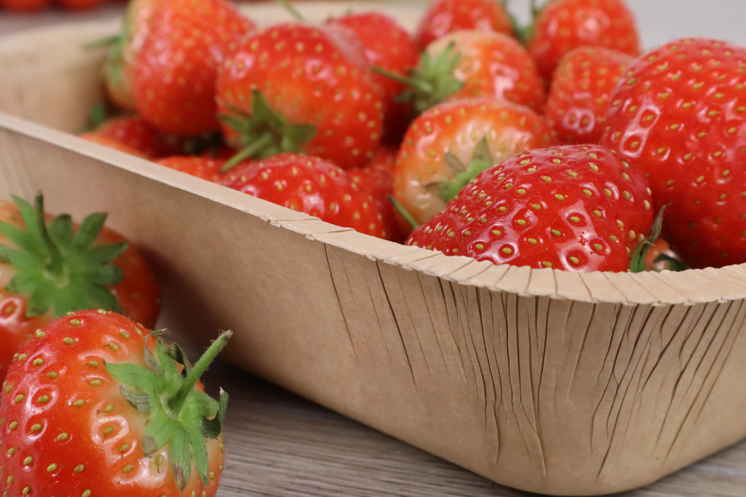 Moulded Fibre Apple Trays - Westpak